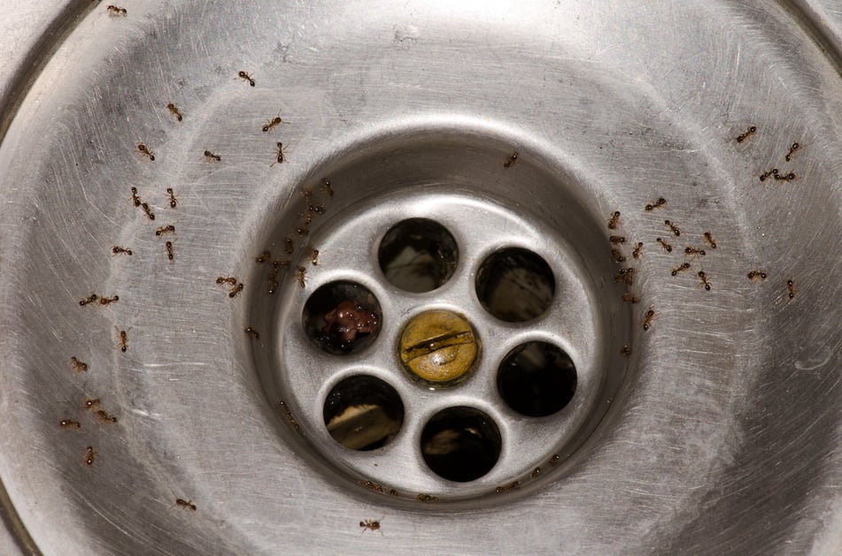 Ants in the Kitchen? Here’s What’s Really Attracting Them