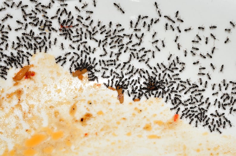 Ants in the Kitchen? Here’s What’s Really Attracting Them