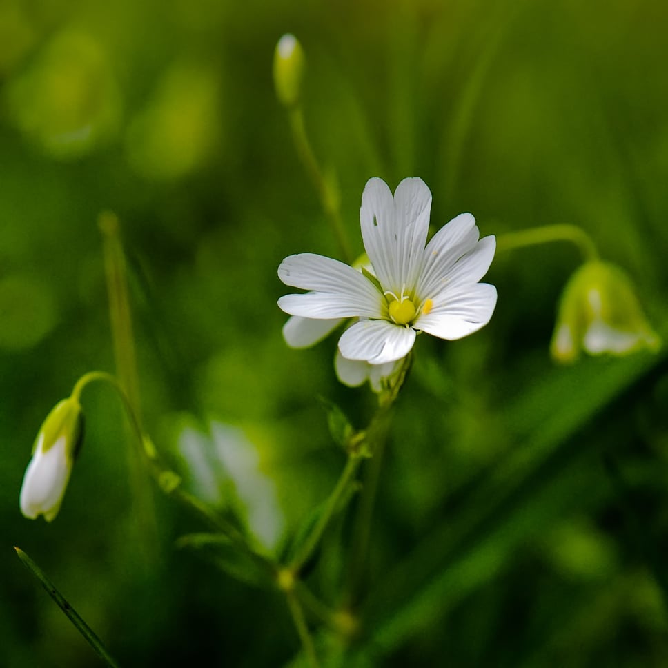 Weeders Digest Spotlight: Chickweed