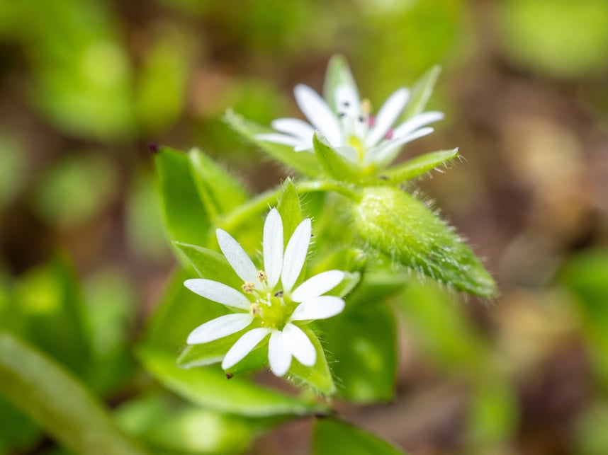 Winter Weeds: Why Cold Weather Doesn't Mean a Weed-Free Lawn