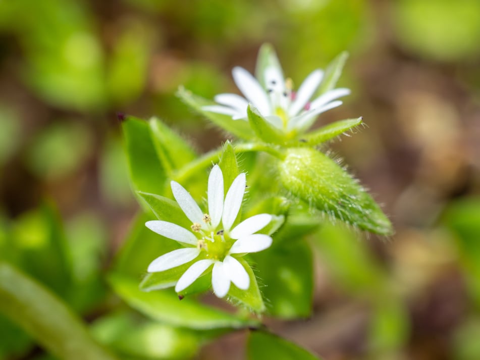 Chickweed: Winter's Sneaky Weed