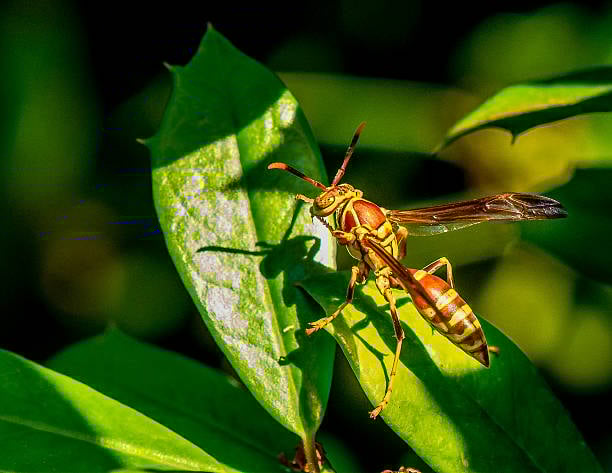 Who's Got The Sting: A Guide To Yellow Striped Insects