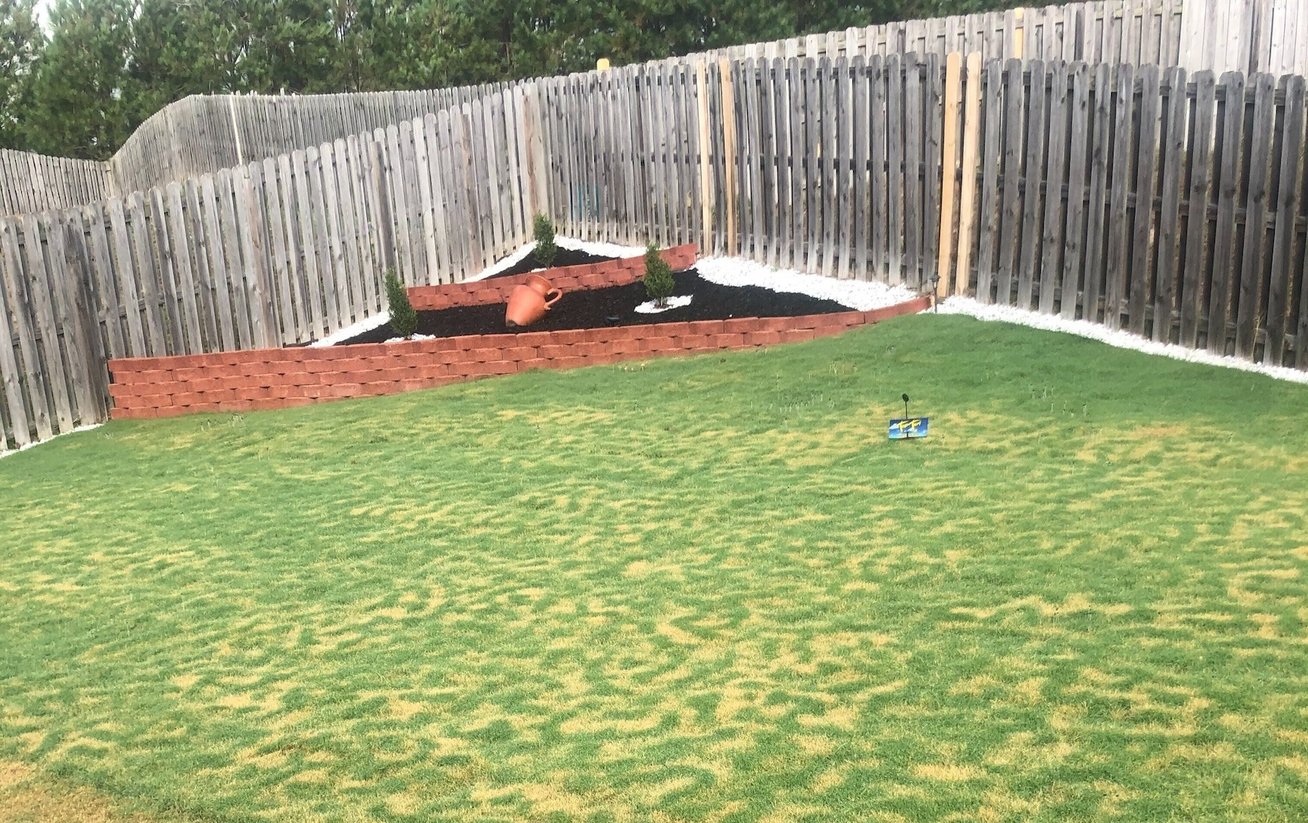 Understanding Lawn Dormancy: What It Is And How To Manage It