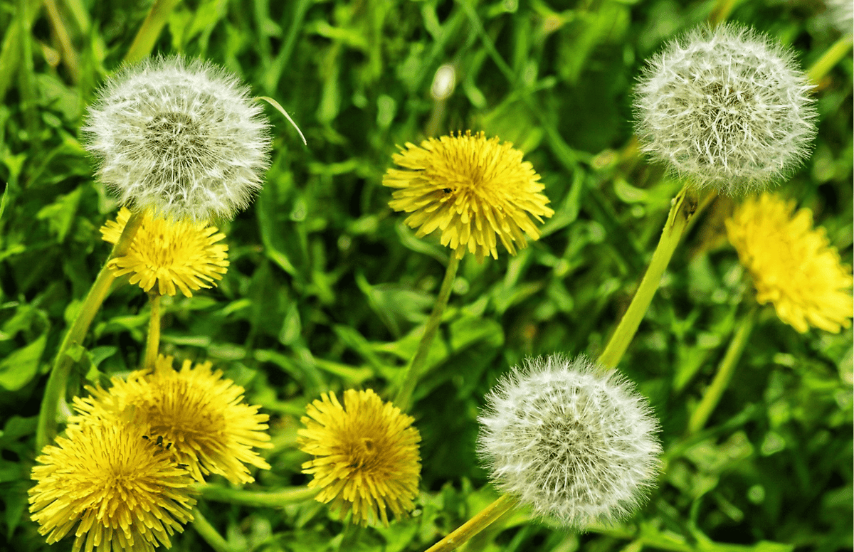 Professional Lawn Care Service in Powder Springs, GA | Top Turf