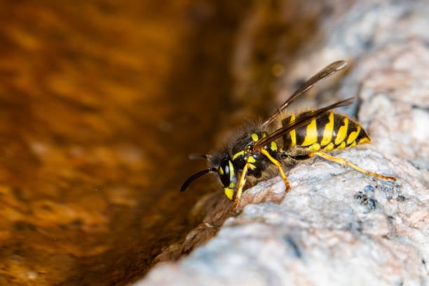 Who's Got The Sting: A Guide To Yellow Striped Insects