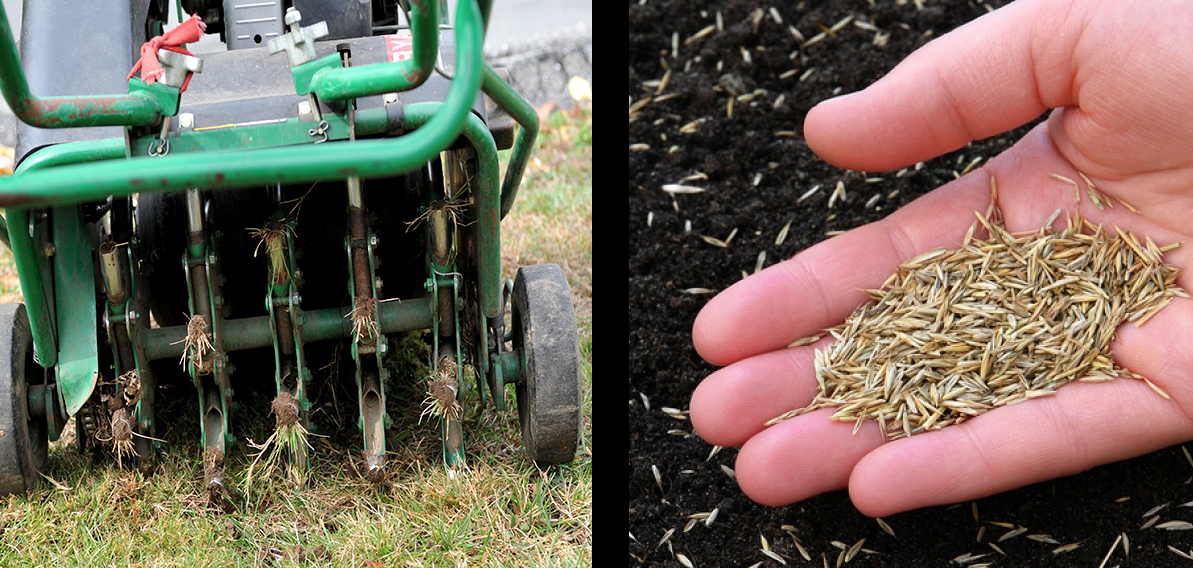Revitalize Your Lawn: The Science behind Aeration & Seeding