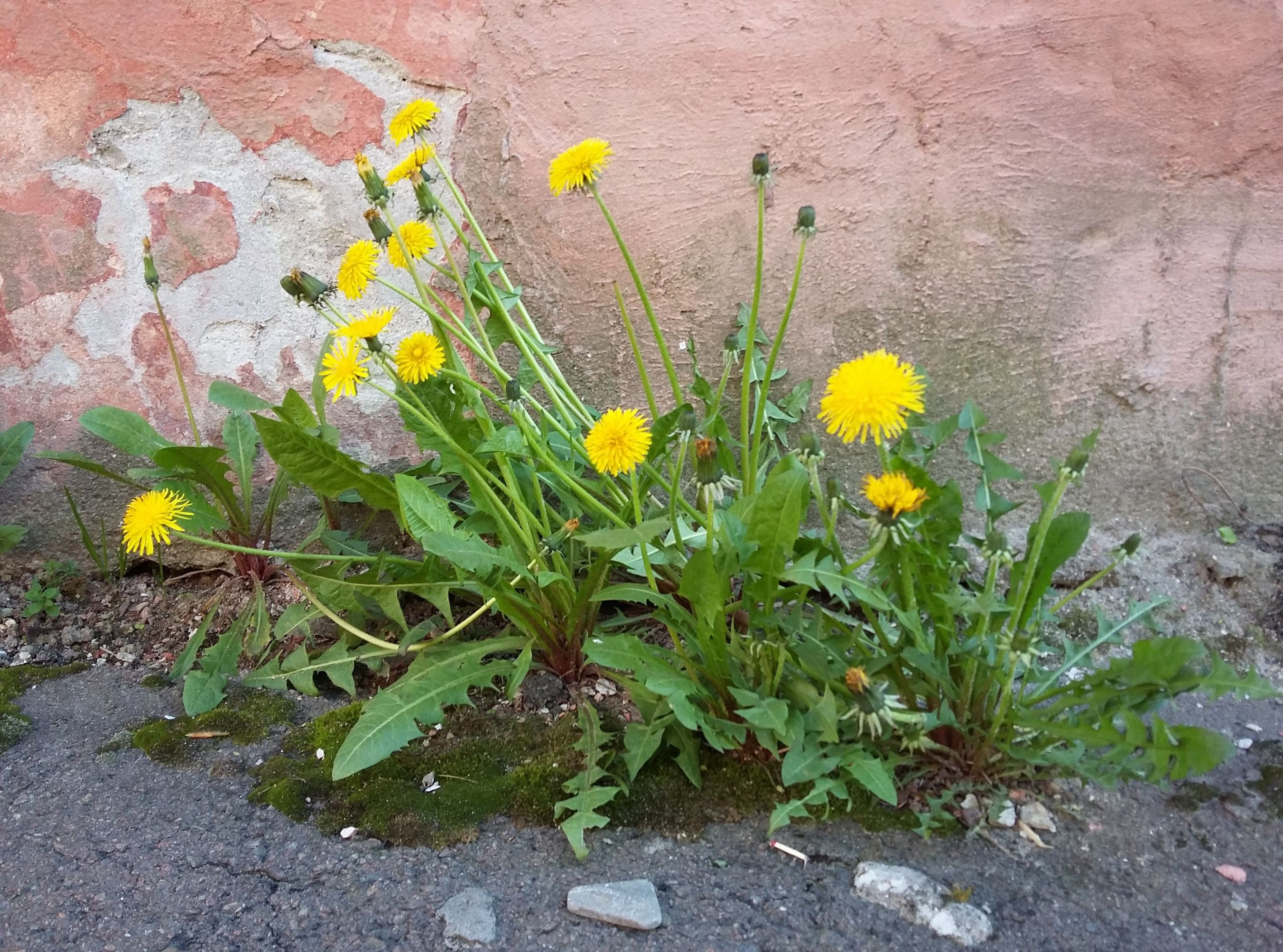 The Dandelion Dilemma: Tackling the Obtrusive Weed in Your Lawn