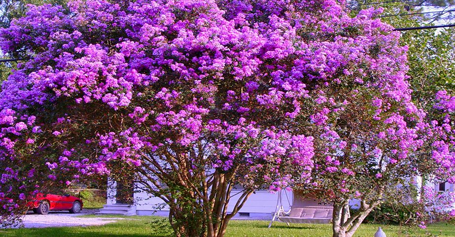 The Benefits of Deep Root Fertilization