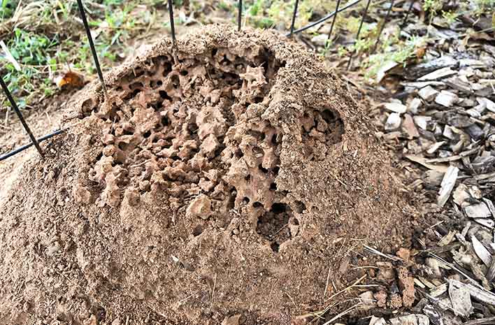 1 Effective Fire Ant Control Top Turf